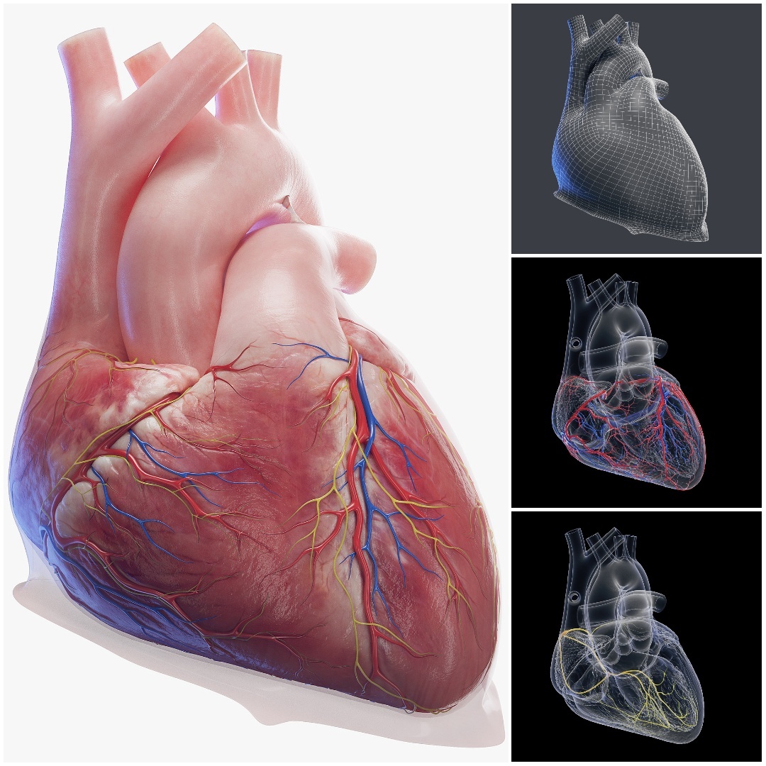 How SciePro uses V-Ray to Showcase the Human Body